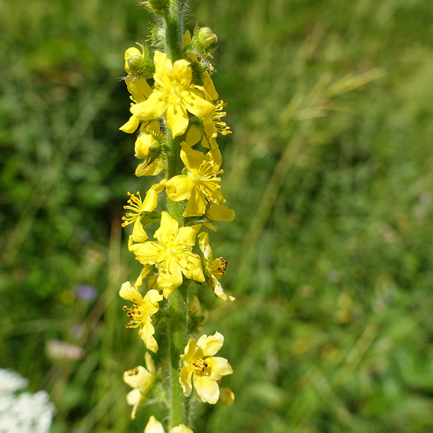 Plante - Aigremoine - Agrimonia eupatoria - Ethnobotanika