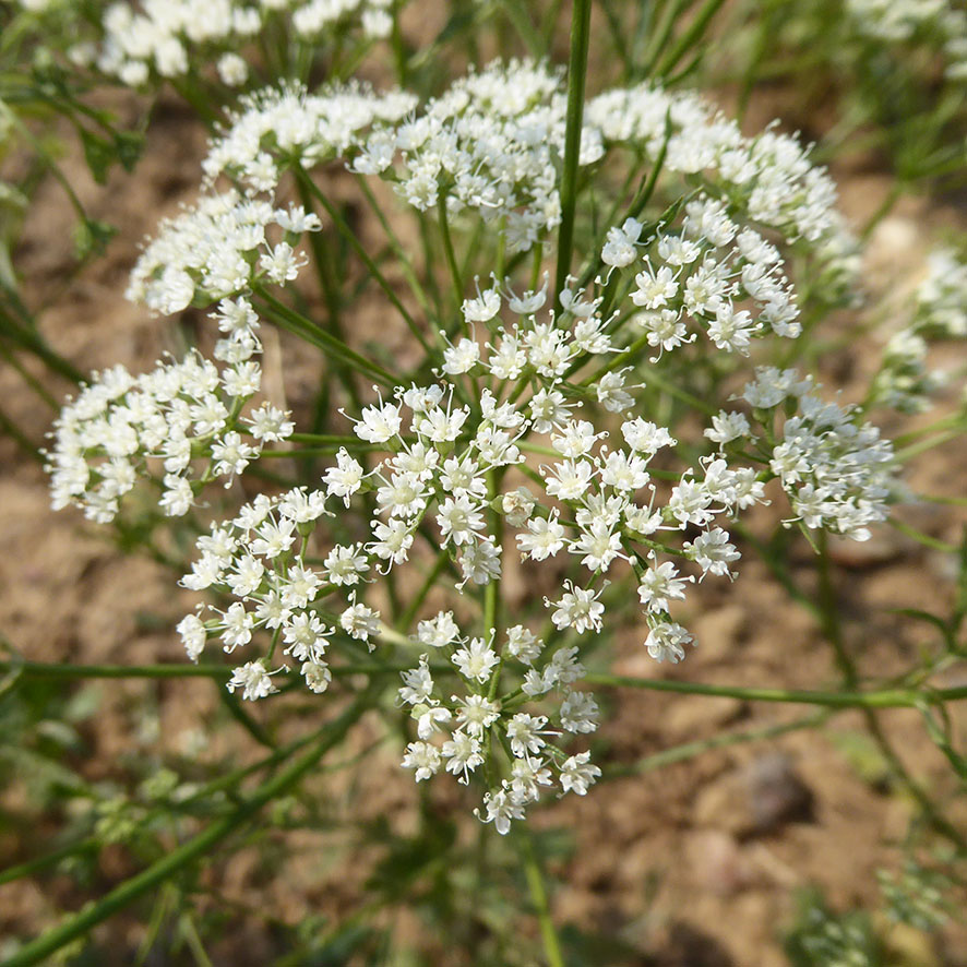 Plante - Anis - Pimpinella anisum - Ethnobotanika