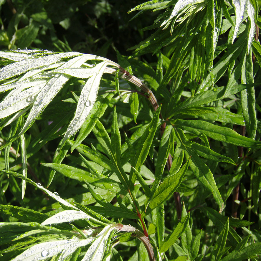Plante - Armoise - Artemisia vulgaris - Ethnobotanika