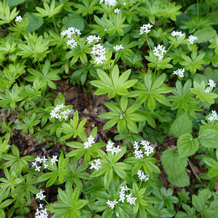 Plante - Aspérule odorante - Galium odoratum - Ethnobotanika