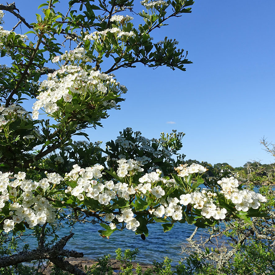 Plante - Aubépine - Crataegus monogyna - Ethnobotanika