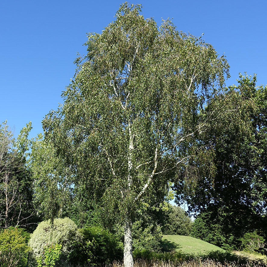 Plante - Bouleau - Betula alba - Ethnobotanika
