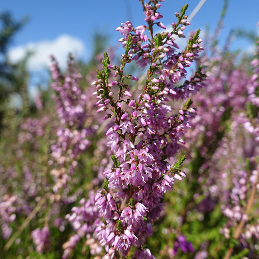 Plante - Callune - Calluna vulgaris - Ethnobotanika