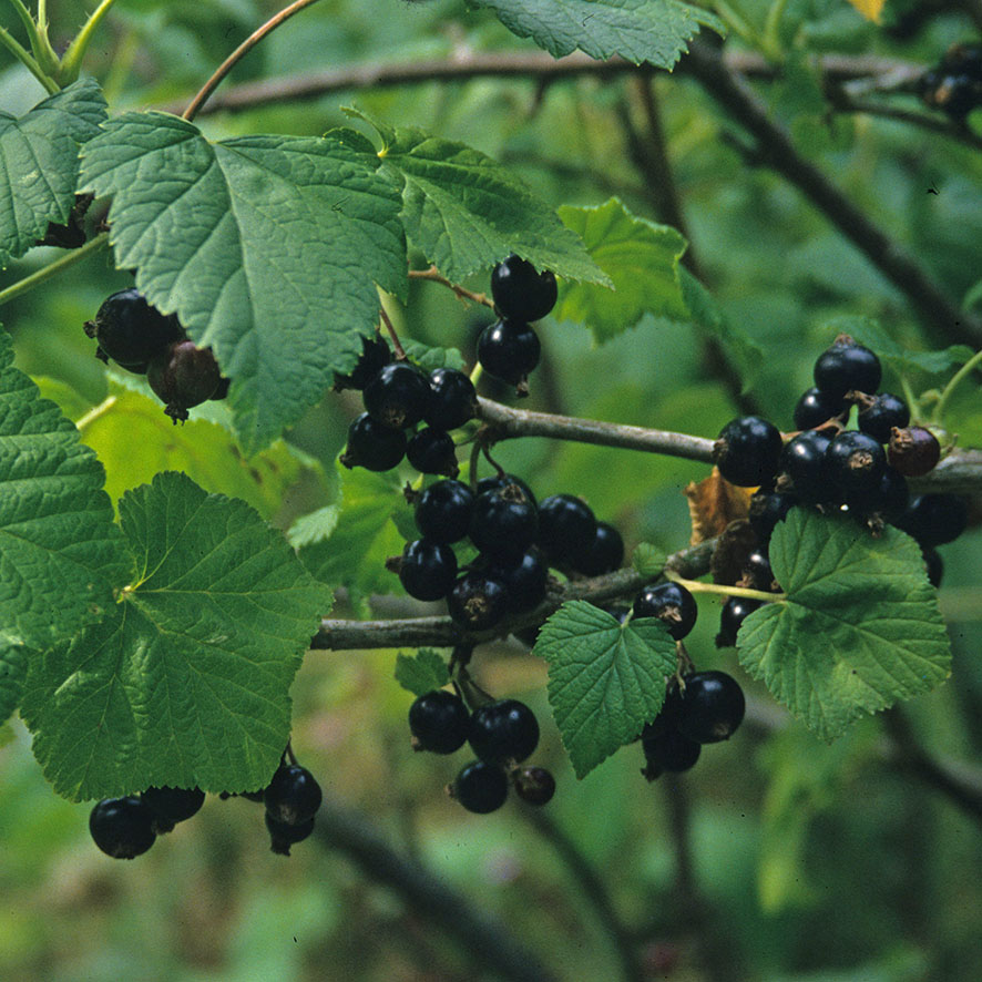 Plante - Cassisier - Ribes nigrum - Ethnobotanika