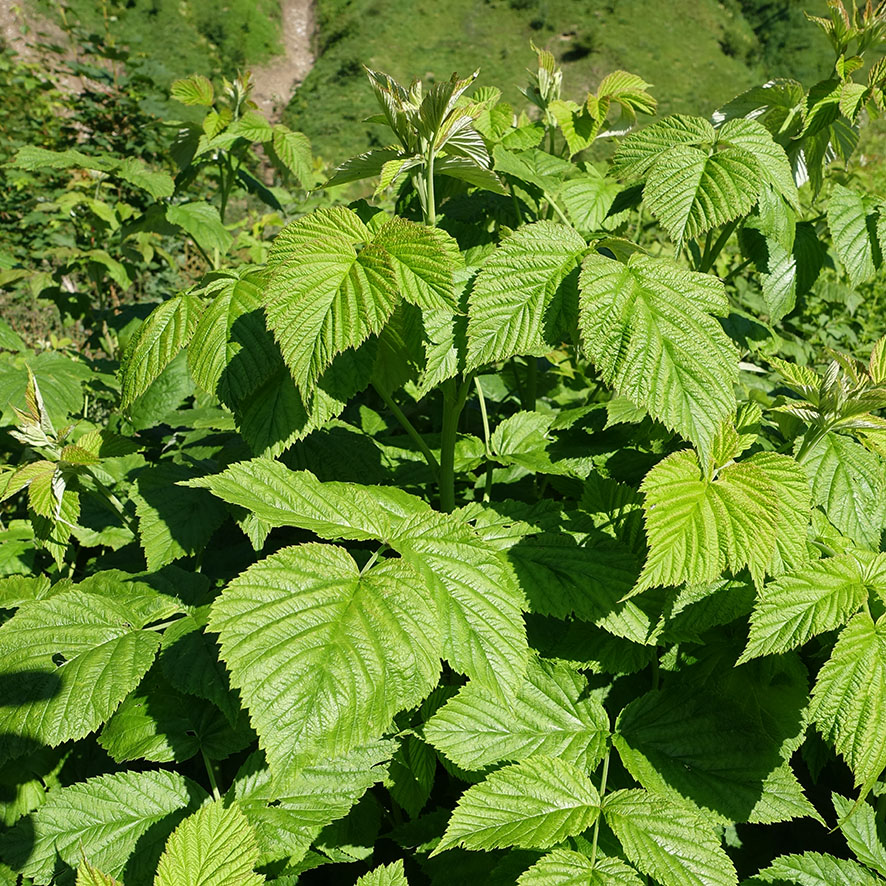 Plante - Framboisier - Rubus idaeus - Ethnobotanika