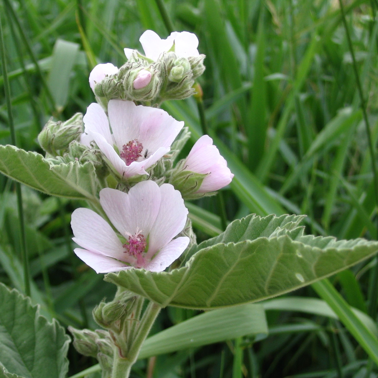 Plante - Guimauve - Althaea officinalis - Ethnobotanika