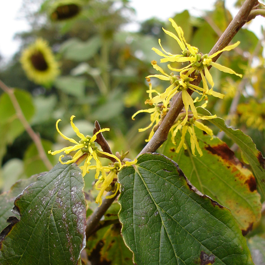 Plante - Hamamélis - Hamamelis virginiana - Ethnobotanika