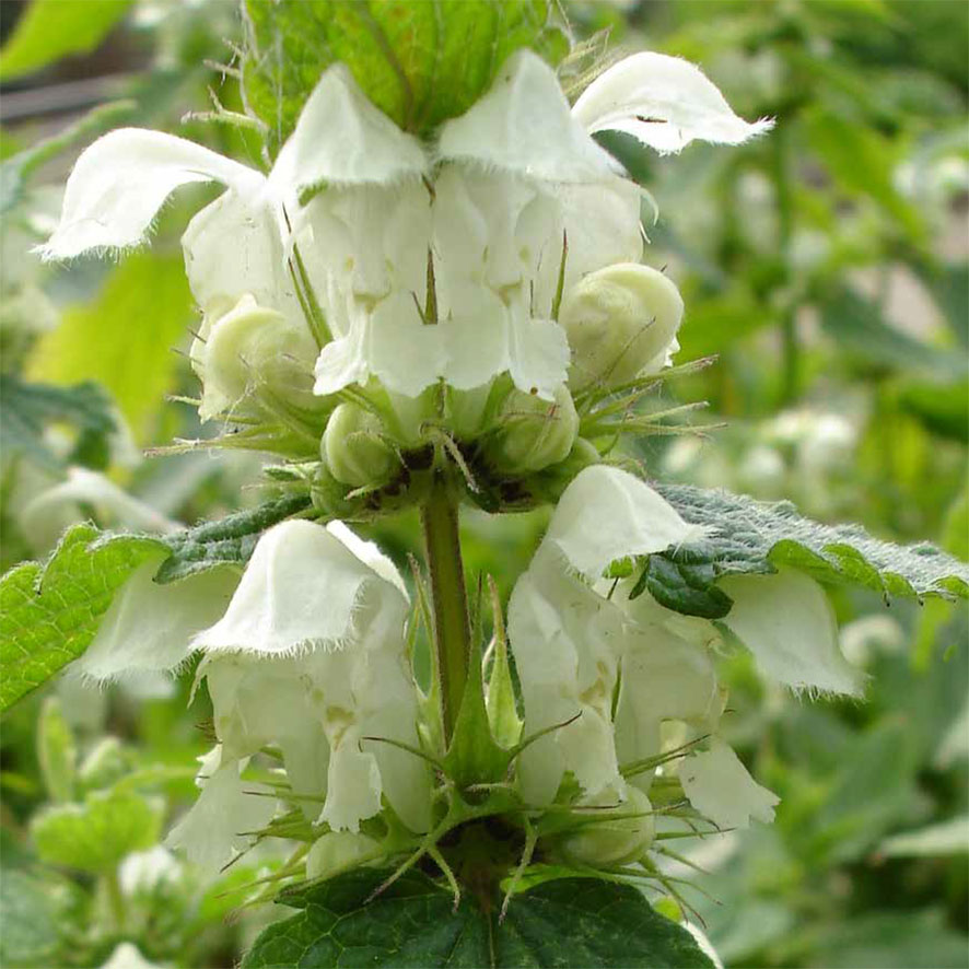 Plante - Lamier blanc - Lamium album - Ethnobotanika