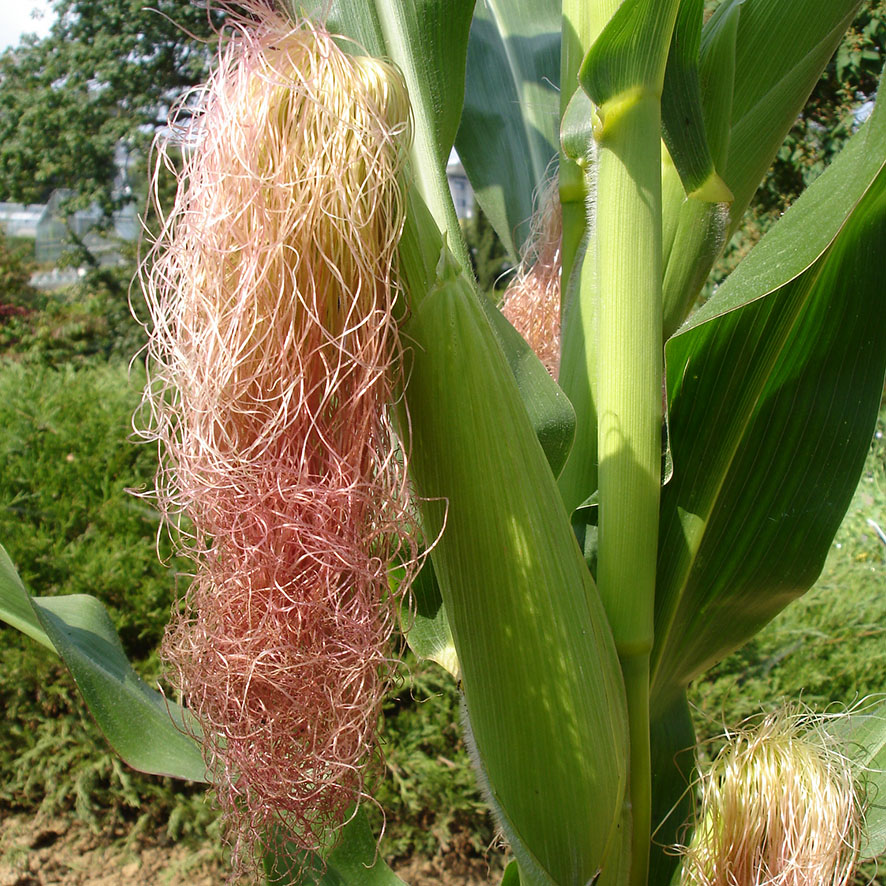 Plante - Maïs - Zea mays - Ethnobotanika
