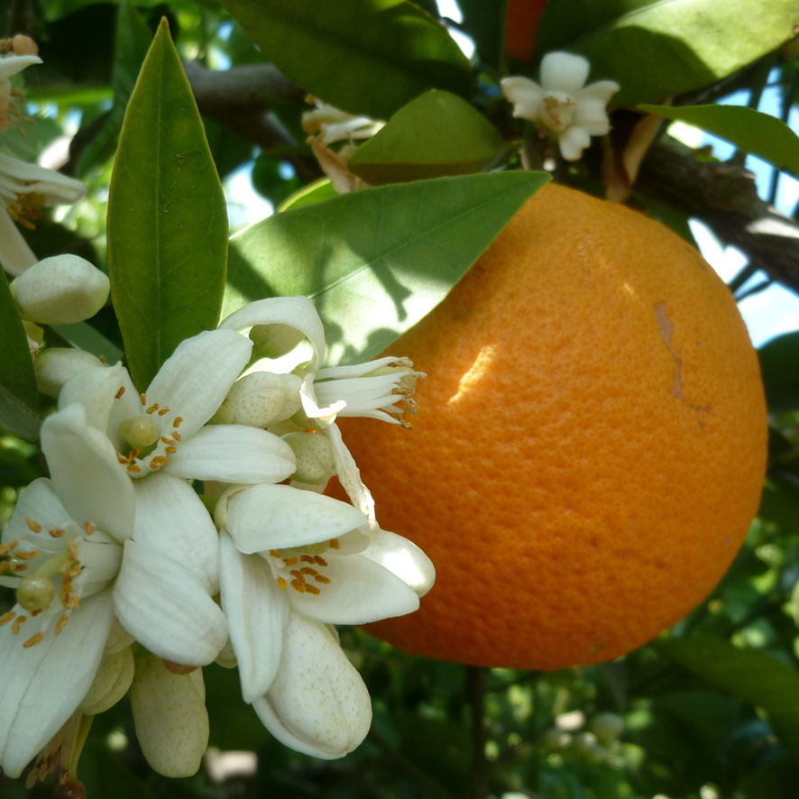 Plante - Oranger amer - Citrus aurantium - Ethnobotanika