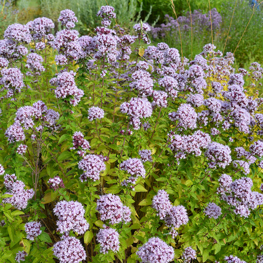 Plante - Origan - Origanum vulgare - Ethnobotanika