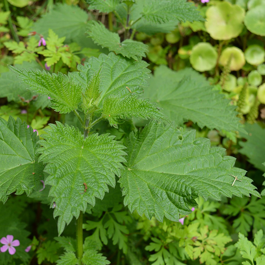 Plante - Ortie - Urtica dioica - Ethnobotanika