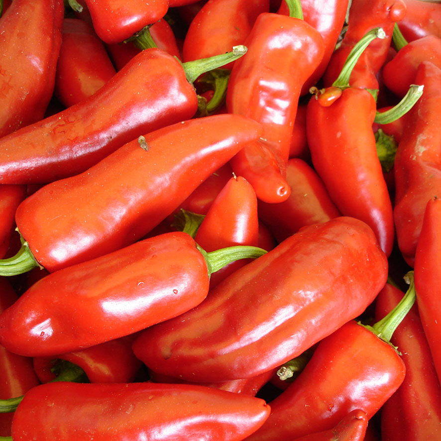 Plante - Piment - Capsicum annuum - Ethnobotanika