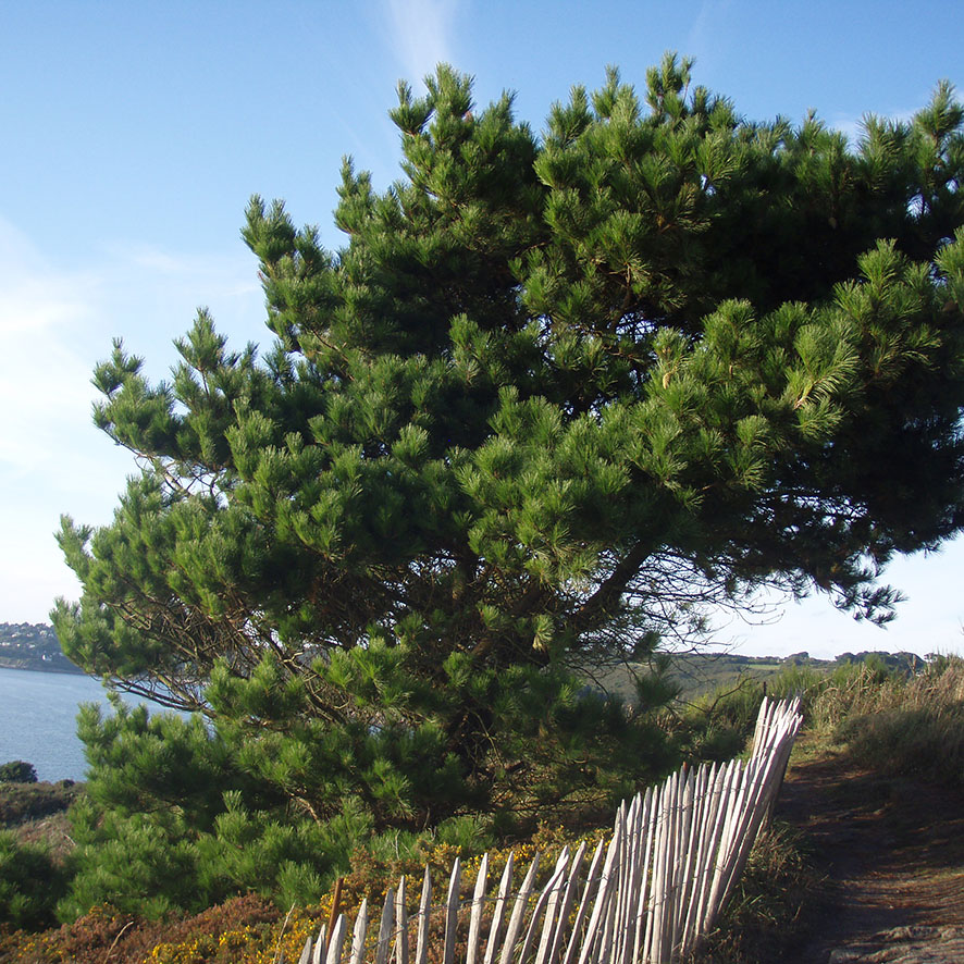 Plante - Pin - Pinus sylvestris - Ethnobotanika