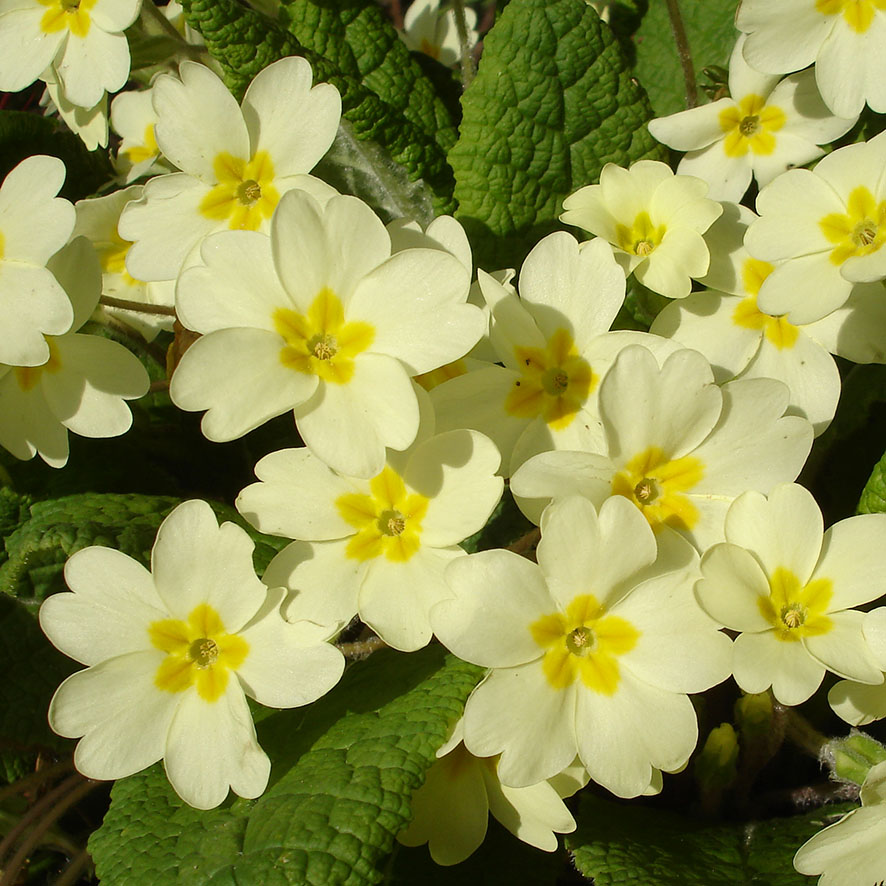 Plante - Primevère - Primula veris - Ethnobotanika