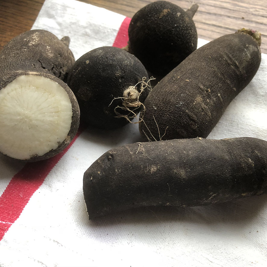 Plante - Radis noir - Raphanus niger - Ethnobotanika