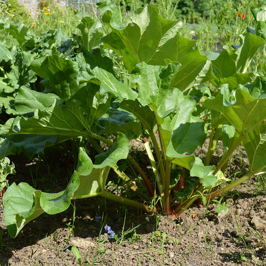 Plante - Rhubarbe - Rheum officinale - Ethnobotanika