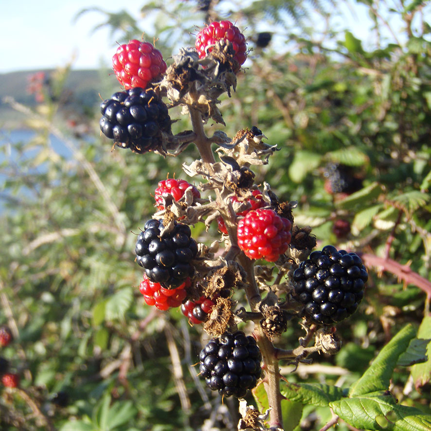 Plante - Ronce - Rubus fruticosus - Ethnobotanika