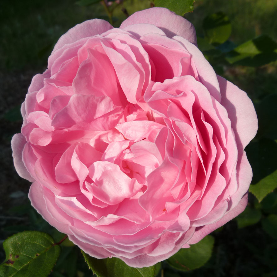 Plante - Rose - Rosa x centifolia - Ethnobotanika