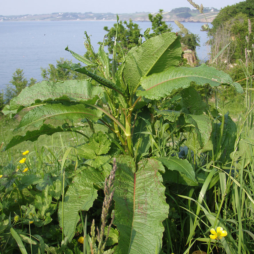 Plante - Rumex - Grande patience - Rumex obtusifolius - Rumex crispus ...