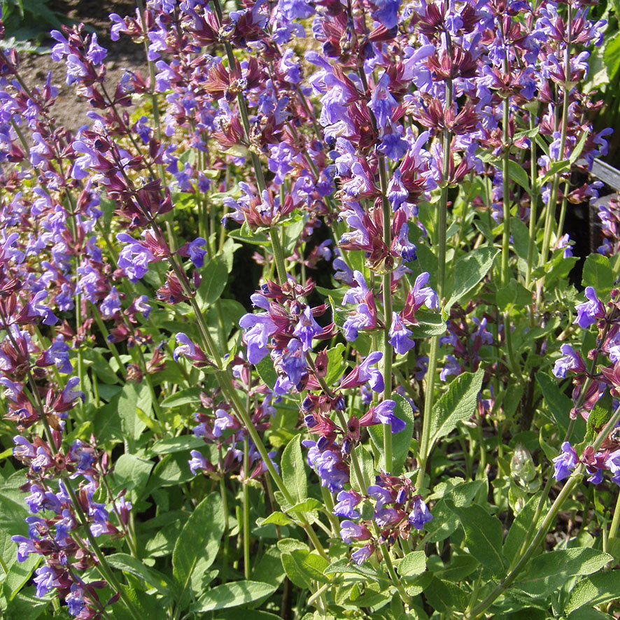 Plante - Sauge - Salvia officinalis - Ethnobotanika