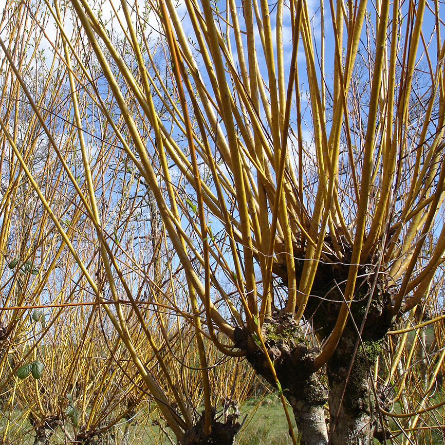 Plante - Saule - Salix sp - Ethnobotanika