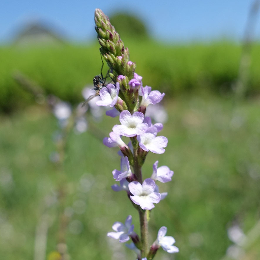 Plante - Verveine officinale - Verbena officinalis - Ethnobotanika