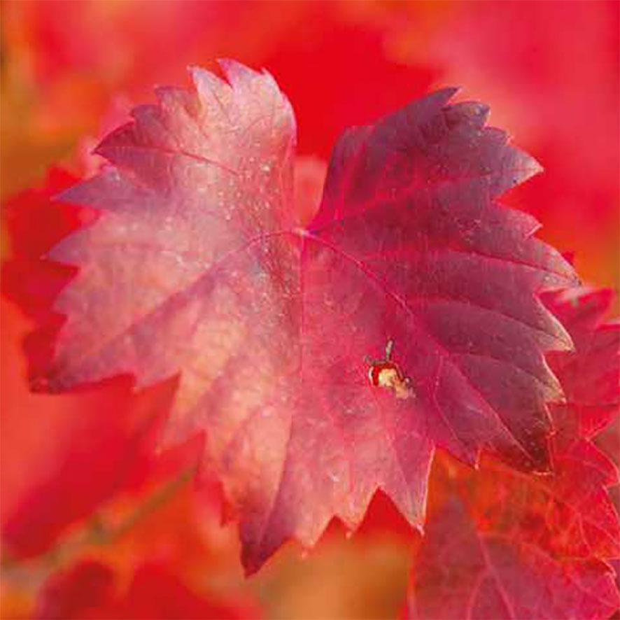 Plante - Vigne rouge - Vitis vinifera - Ethnobotanika