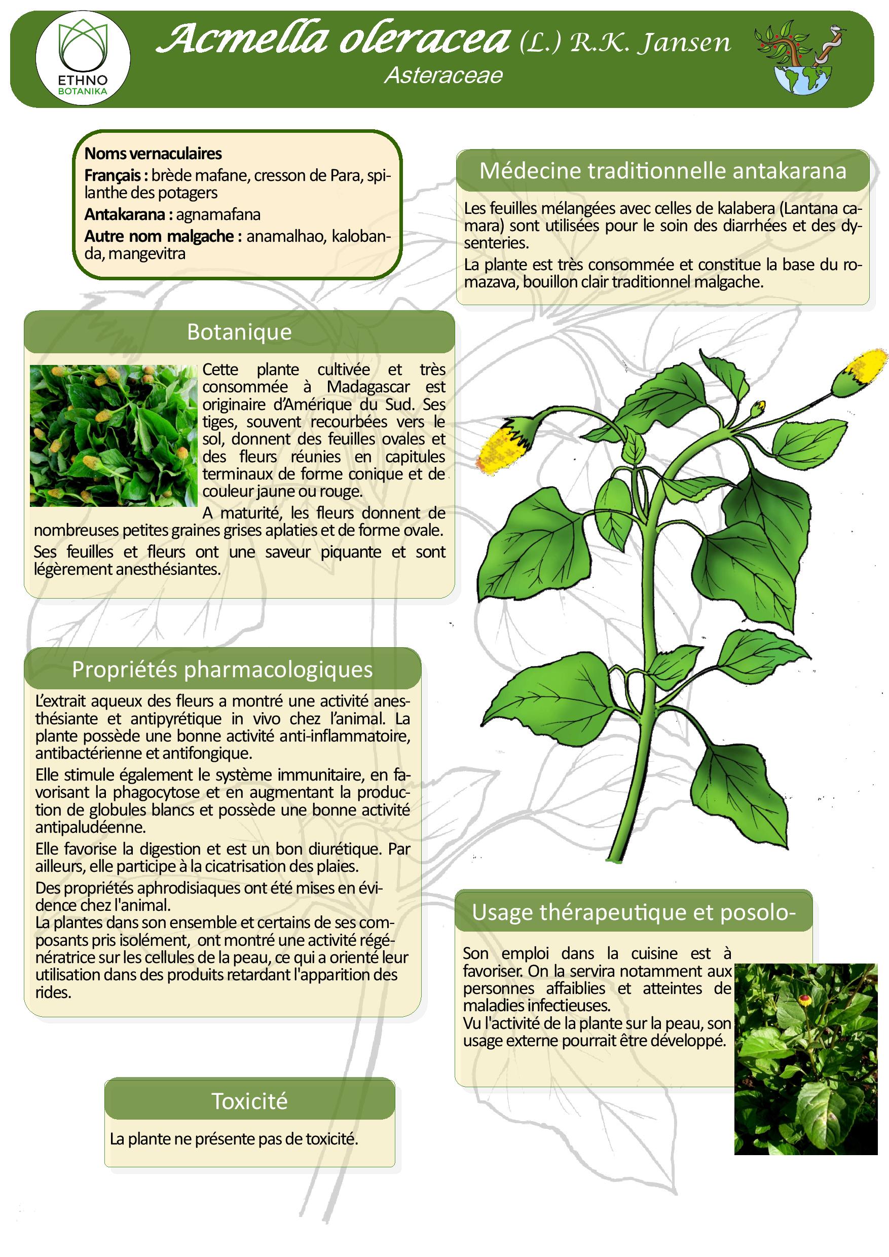 Affiche Brède mafane Acmella oleracea Madagascar 2008 - Ethnobotanika