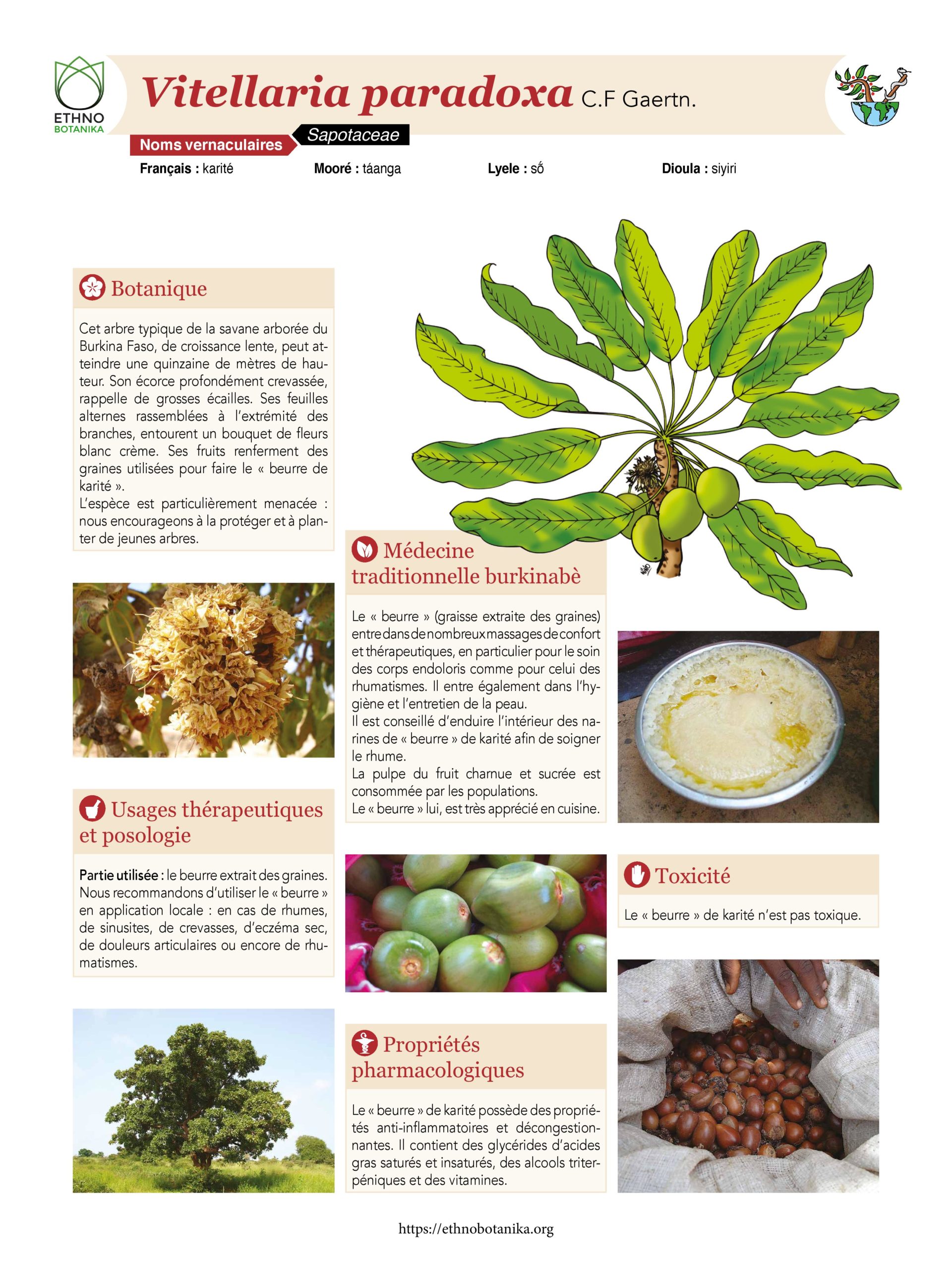 Affiche, Karité, Vitellaria paradoxa 2019 - Ethnobotanika