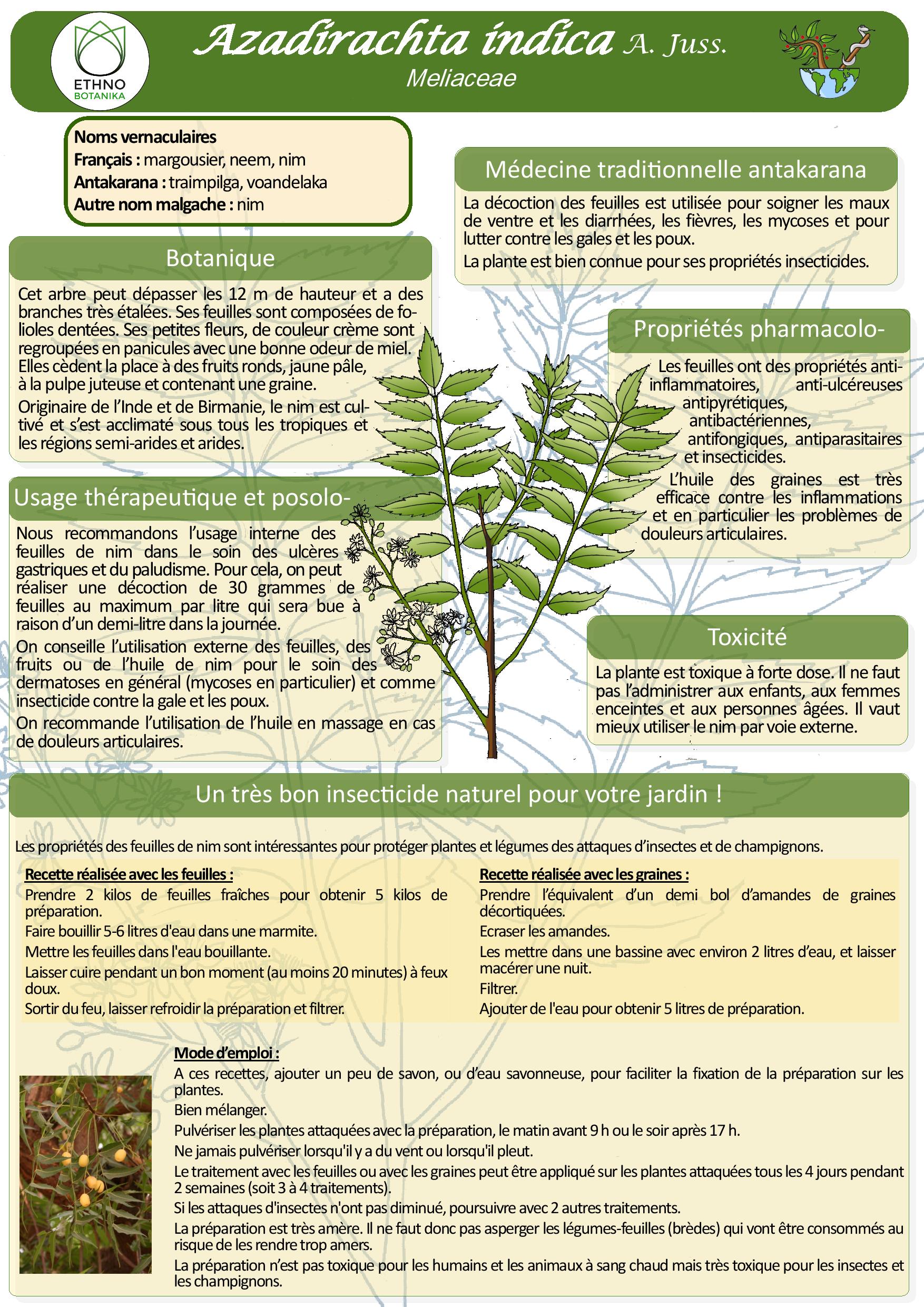 Affiche Margousier Nim Neem Azadirachta indica Madagascar 2008 ...