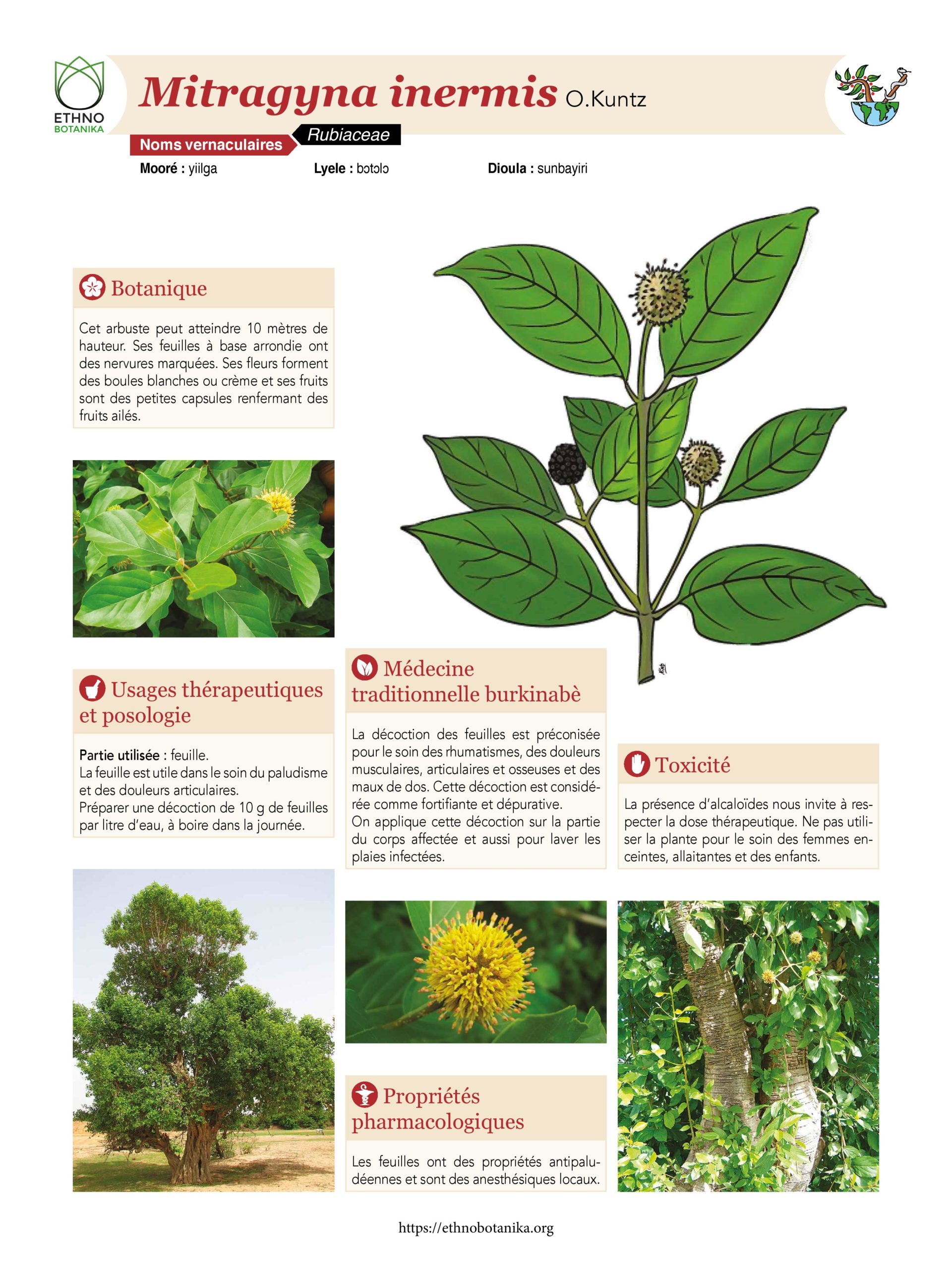 Affiche, Mitragyna inermis 2019 - Ethnobotanika