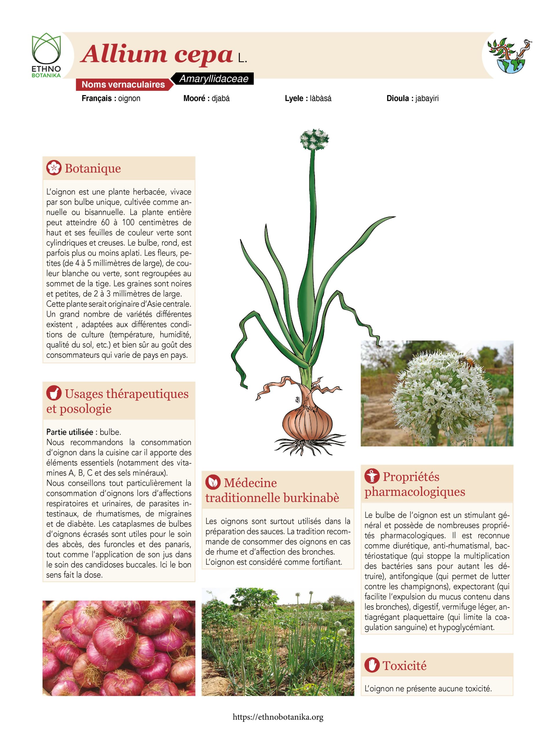 Affiche, Oignon, Allium cepa 2019 - Ethnobotanika