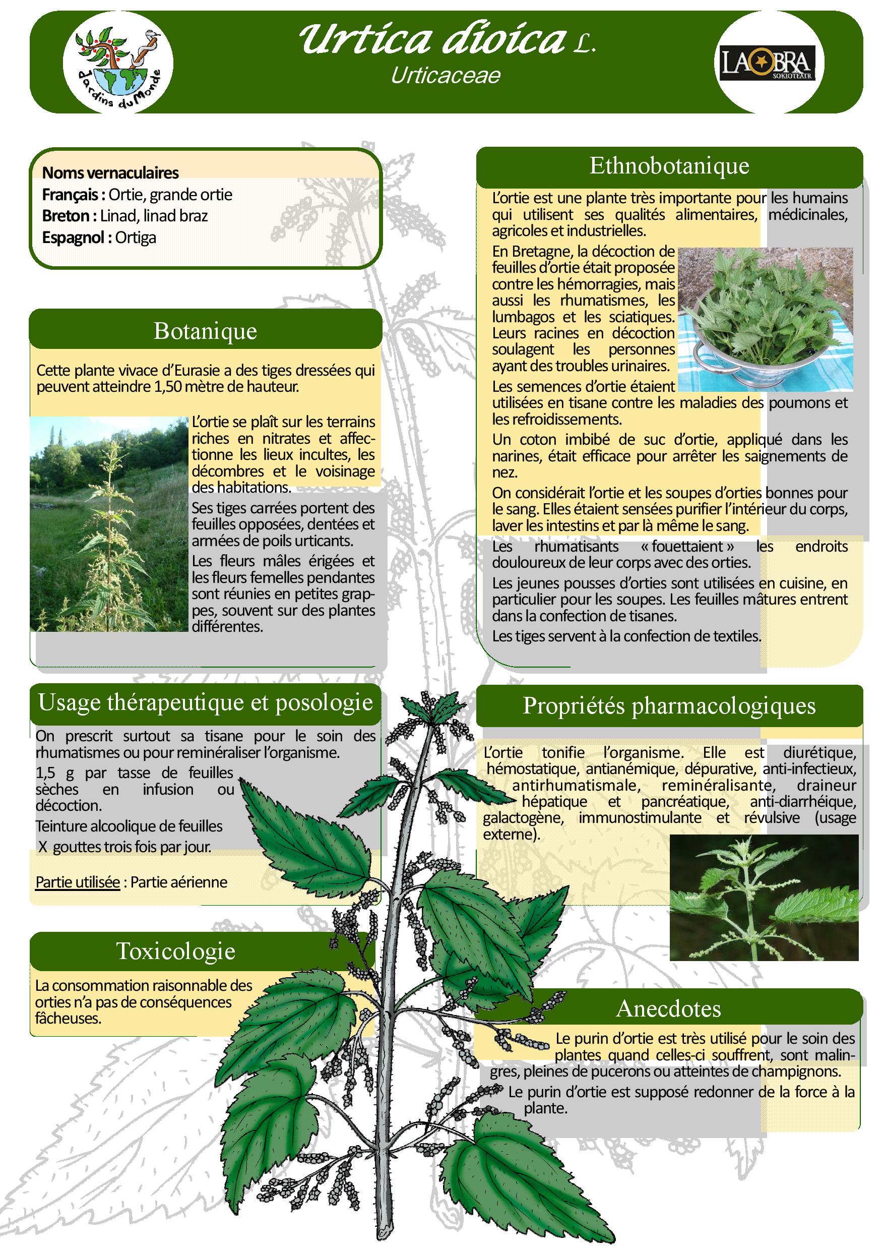 Affiche - Ortie, grande ortie, Urtica dioica 2013 - Ethnobotanika