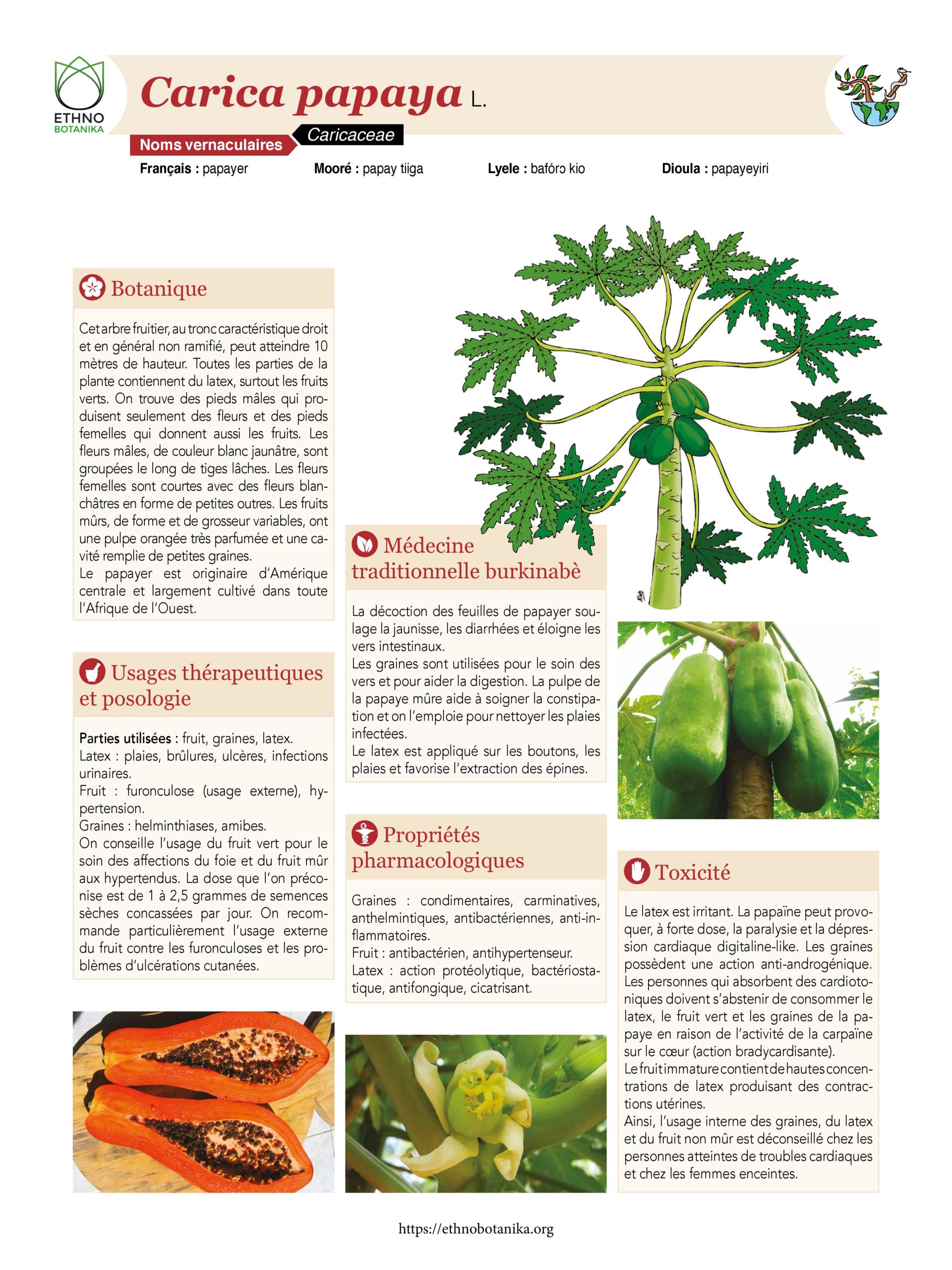 Affiche, Papayer, Carica papaya 2019 - Ethnobotanika