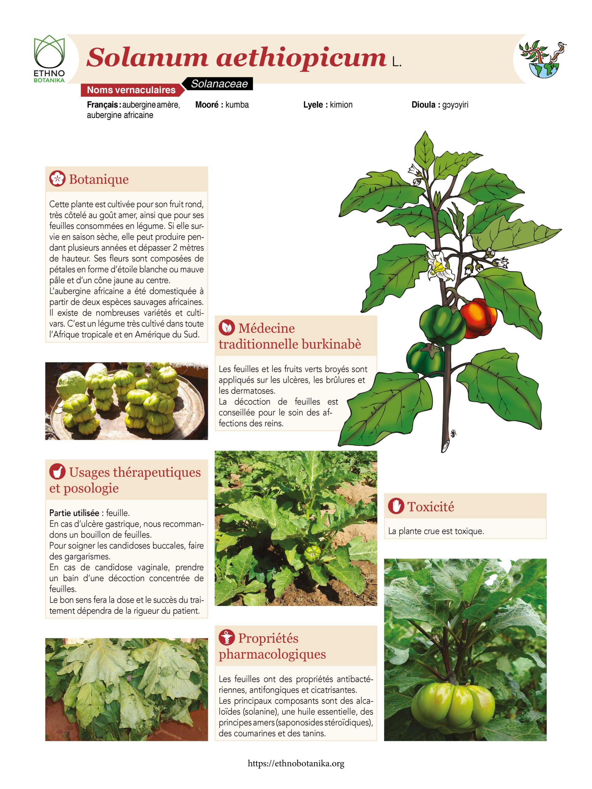 Affiche, Tomate africaine, Aubergine africaine, Solanum aethiopicum ...