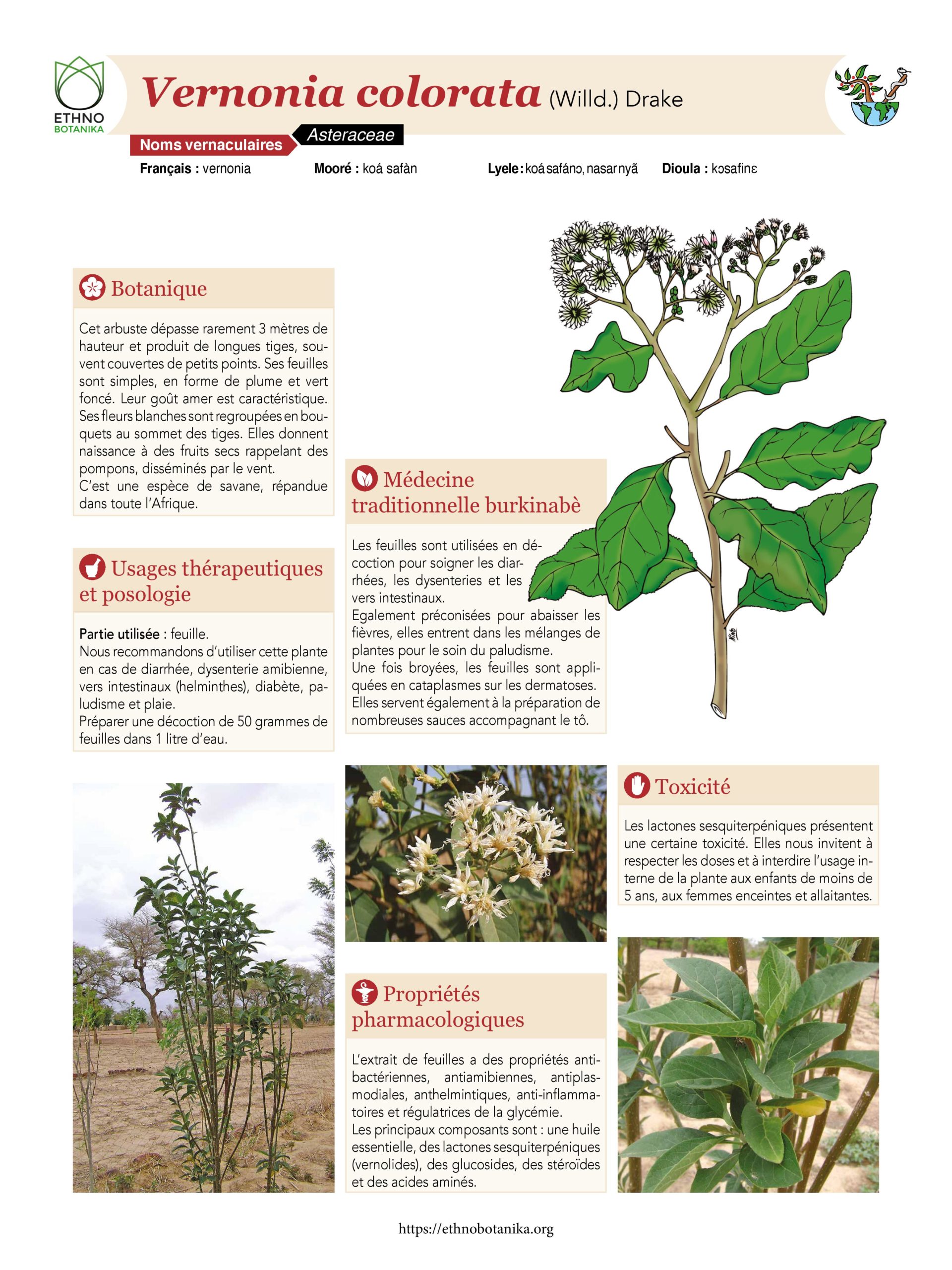 Affiche, Vernonia colorata 2019 - Ethnobotanika