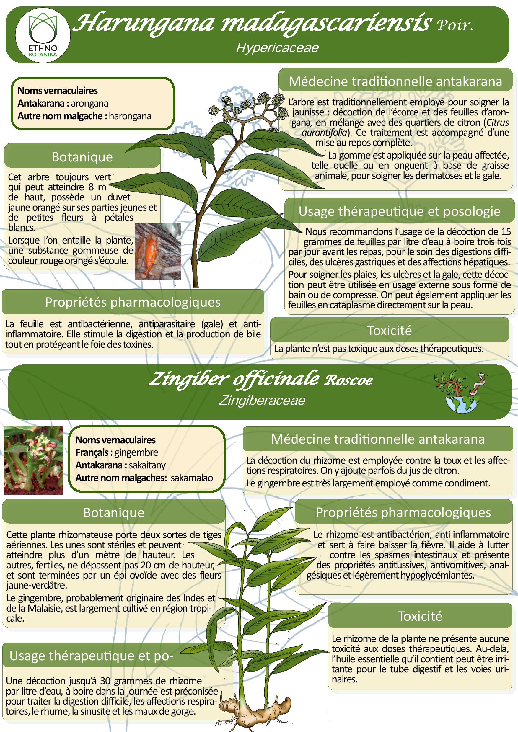 Affiche Harungana madagascariensis-Zingiber officinale- Madagascar 2008 ...