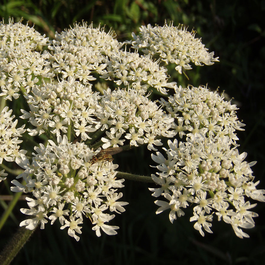 Grande berce - Heracleum sphondylium - Ethnobotanika