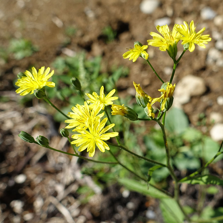 Lampsane - Lapsana communis - Ethnobotanika