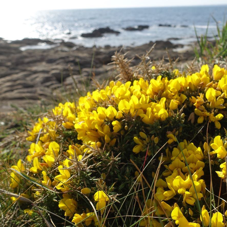 Ajonc maritime - Ulex europaeus var. maritimus - Plante littoral ...
