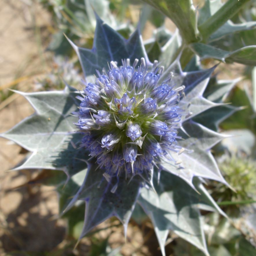 Chardon bleu des dunes - Eryngium maritimum - Plante littoral ...