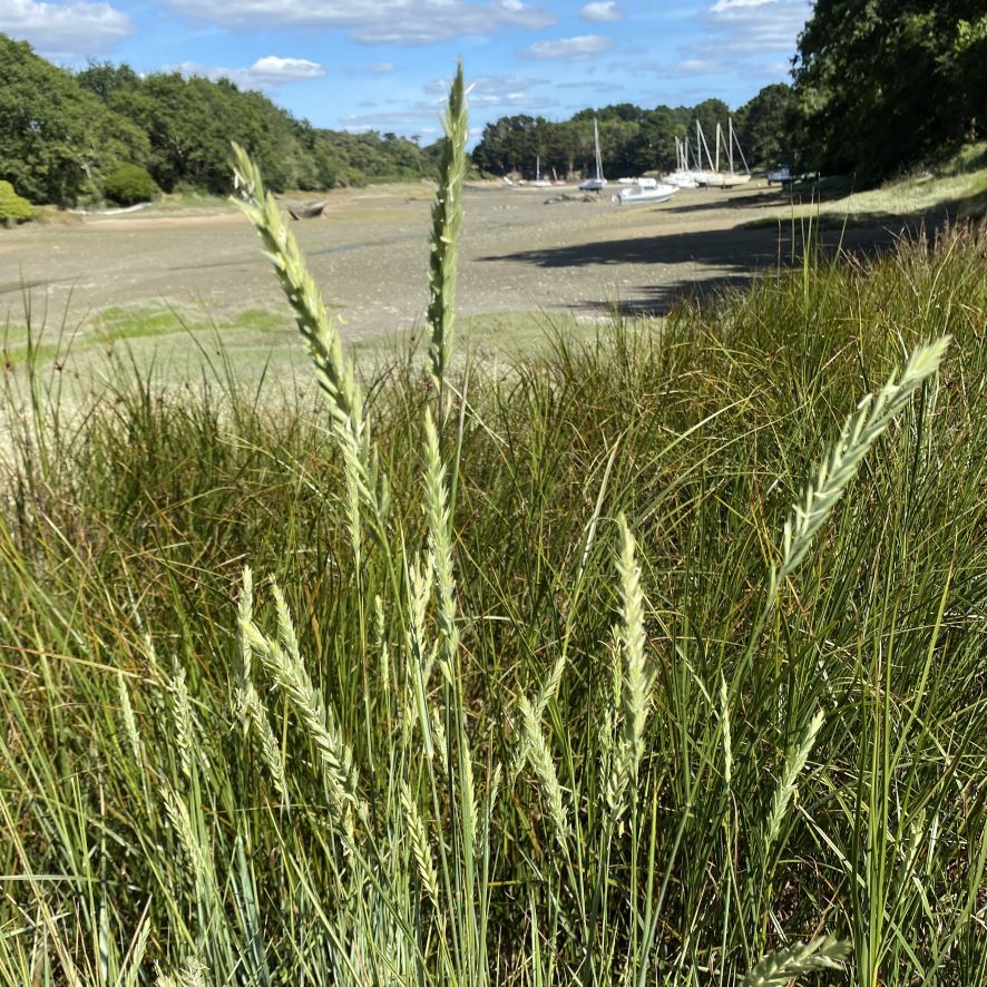 Chiendent du littoral - Elymus pycnanthus - Plante littoral - Ethnobotanika