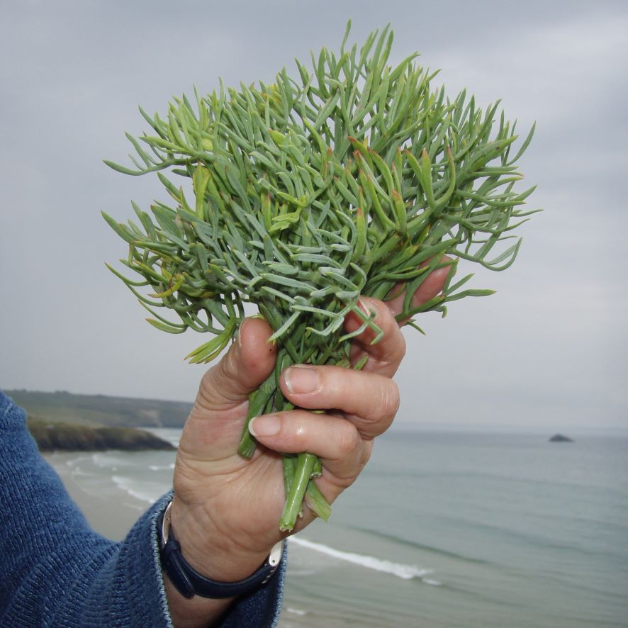 Criste marine - Crithmum maritimum - Plante littoral - Ethnobotanika