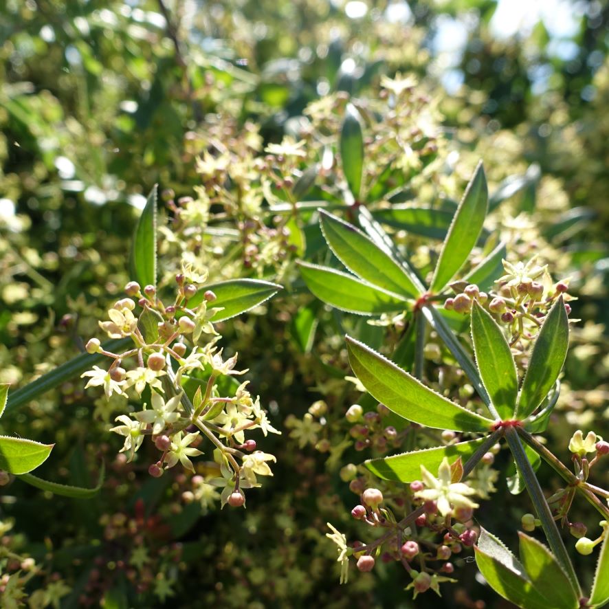Garance voyageuse - Rubia peregrina - Plante littoral - Ethnobotanika