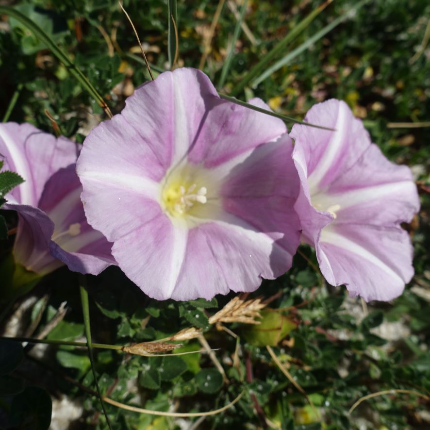 Liseron des dunes - Calystegia soldanella - Plante littoral - Ethnobotanika