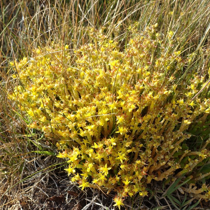 Orpin âcre - Sedum acre - Plante littoral - Ethnobotanika