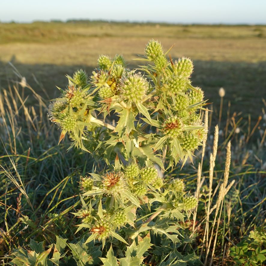 Panicaut commun chardon Roland - Eryngium campestre - Plante littoral ...