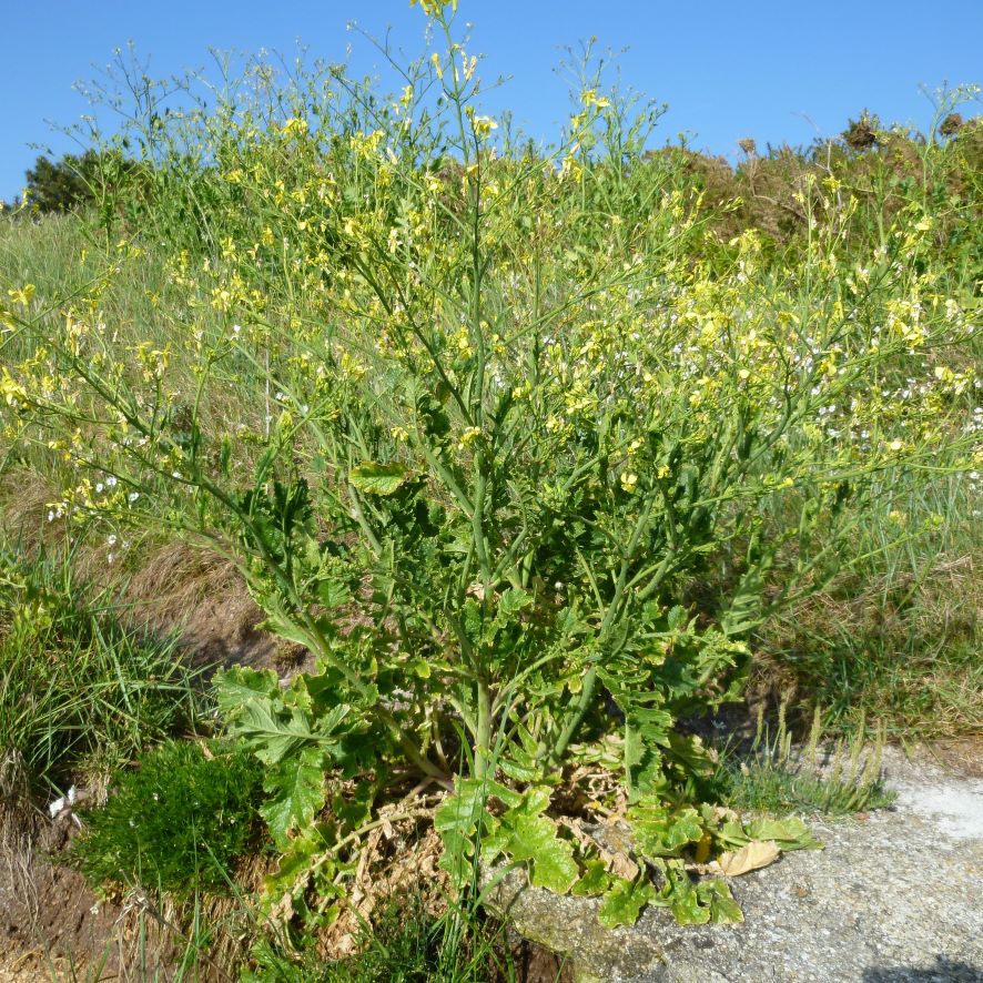 Ravenelle maritime - Raphanus raphanistrum - Plante littoral ...
