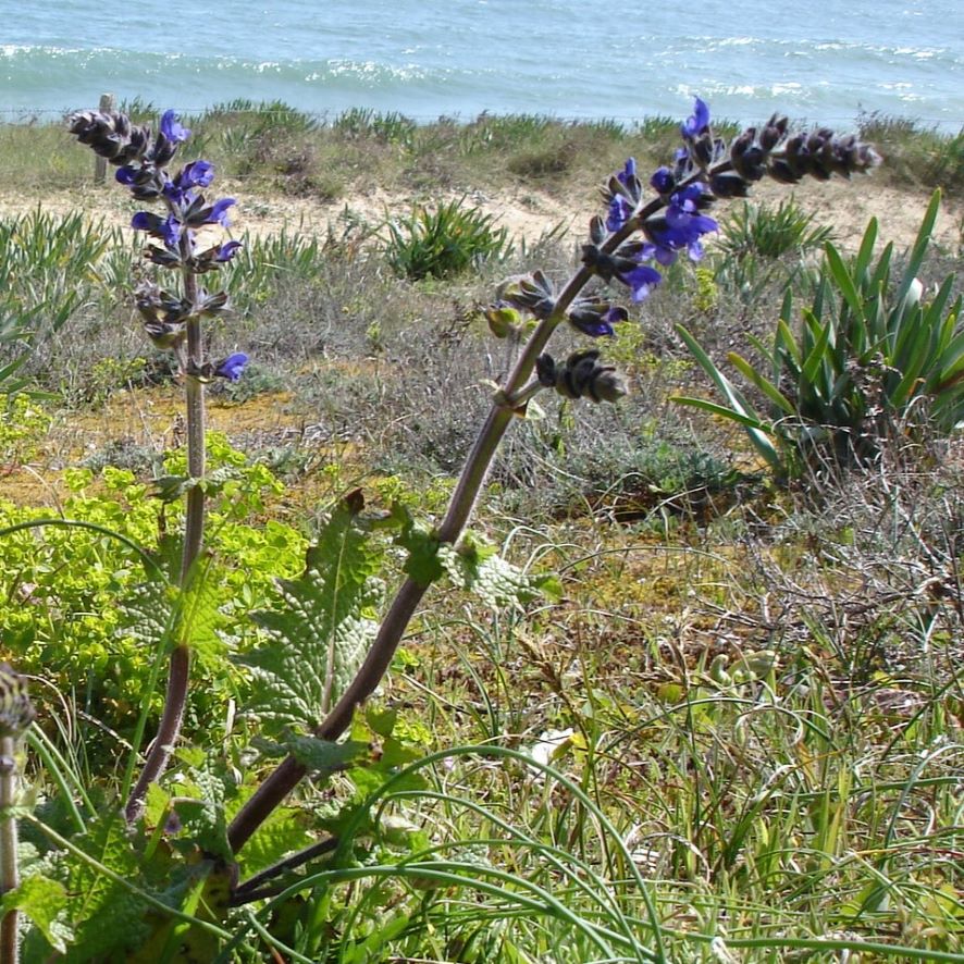 Sauge verveine - Salvia verbenaca - Plante littoral - Ethnobotanika